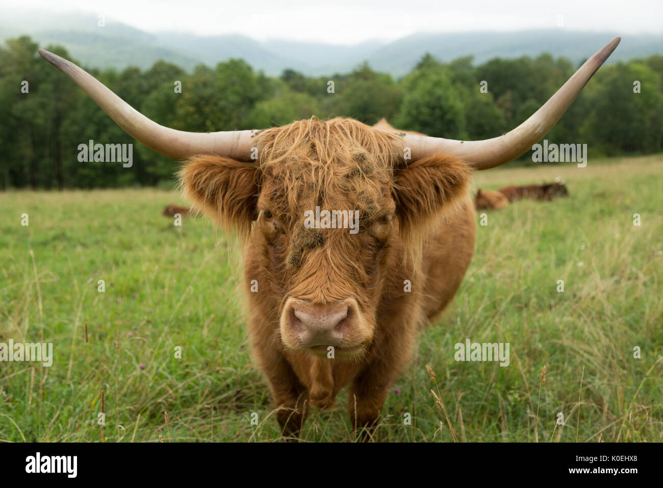A close up photograph of a highland cow in Vermont, USA. They are a ...