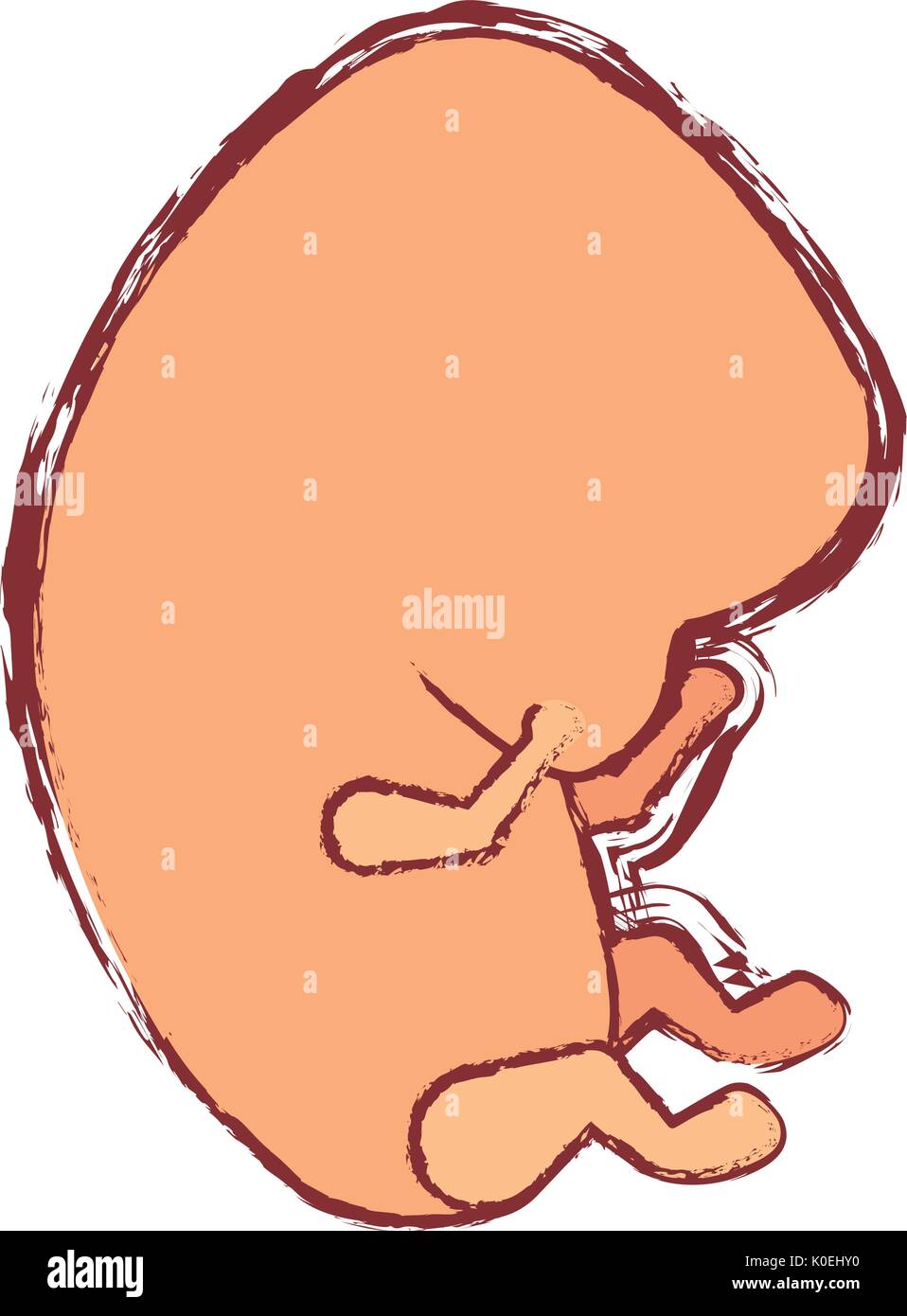 color silhouette with blurred contour of side view fetal growth in the ...
