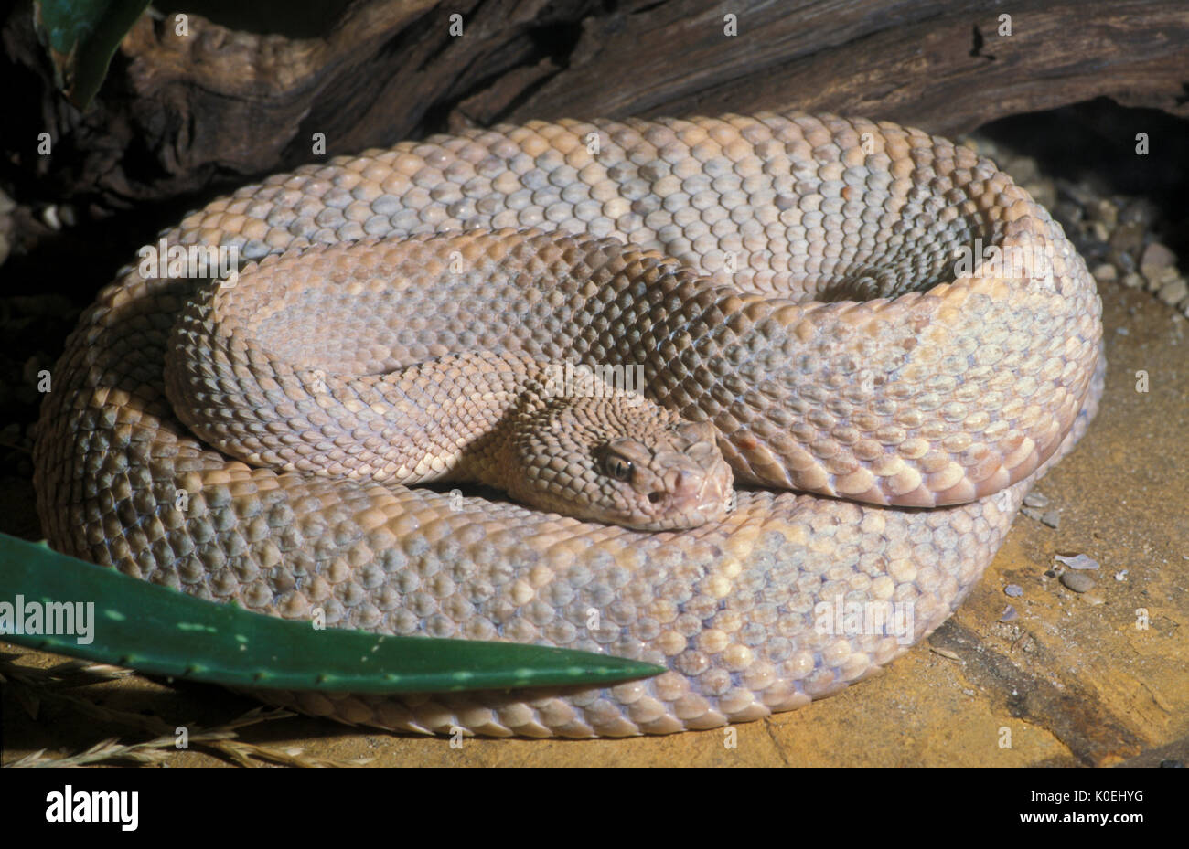 Aruba island rattlesnake hi-res stock photography and images - Alamy