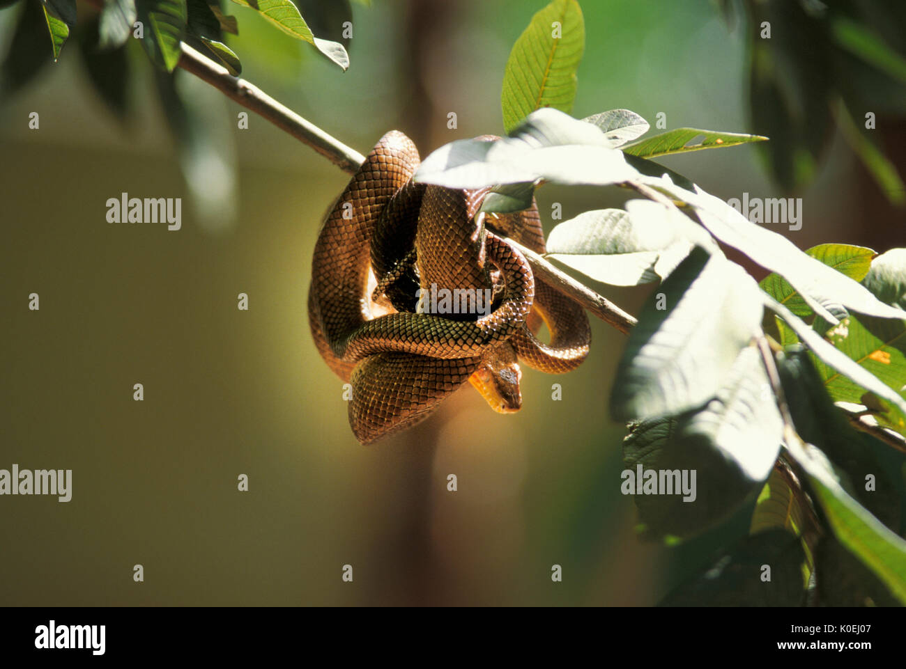 Cook's Tree Boa, Snake, Corallus enydris cooki, resting on tree branch ...