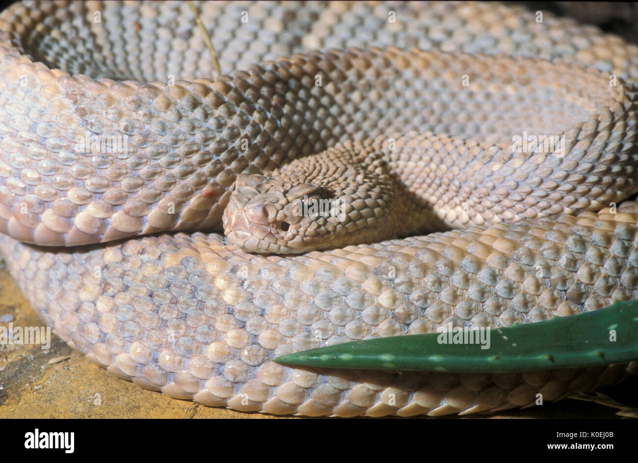 Venezuela And Aruba High Resolution Stock Photography and Images - Alamy