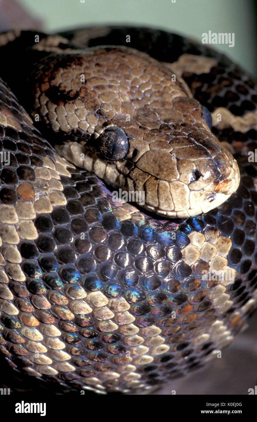 Boidae family hi-res stock photography and images - Alamy