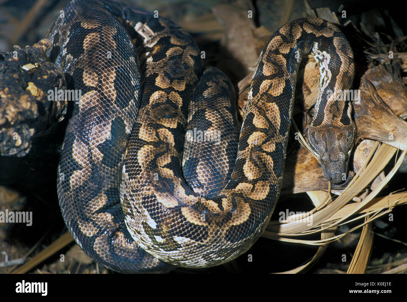 Reunion island wildlife hi-res stock photography and images - Alamy