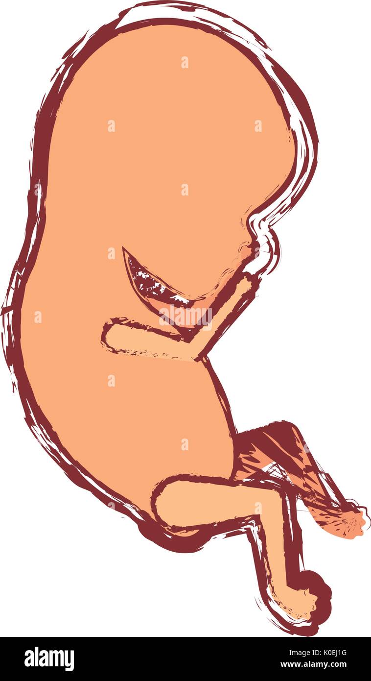 color silhouette with blurred contour of side view fetal growth a few ...