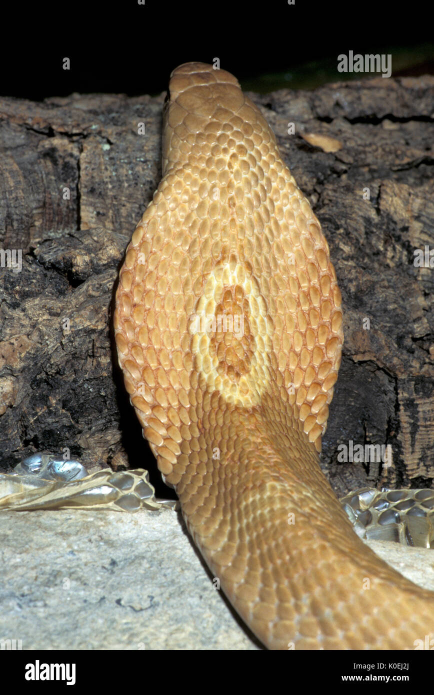 Monocled Cobra, Naja kaouthia, widespread across central and southern ...