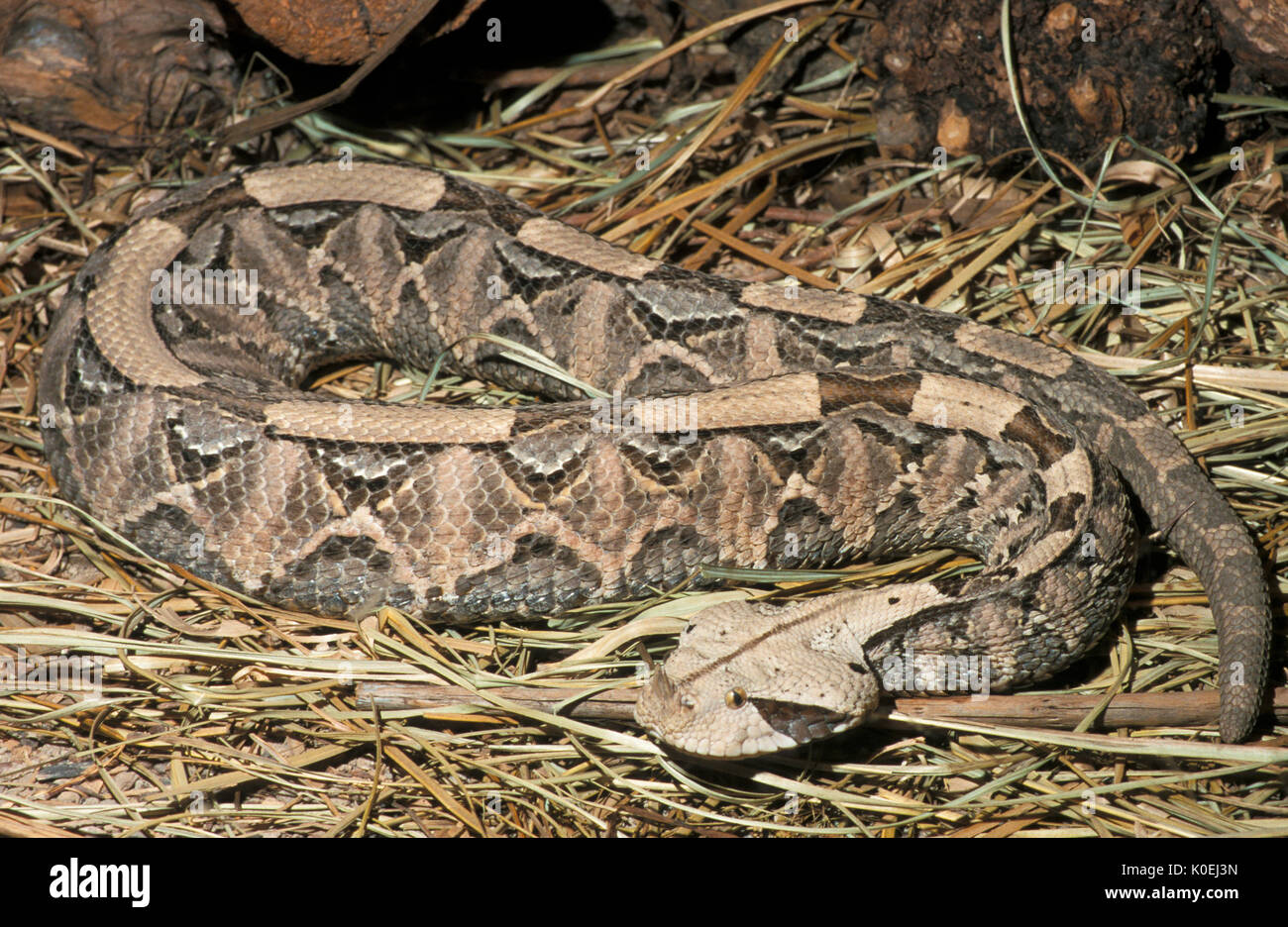 Gaboon Viper Snake