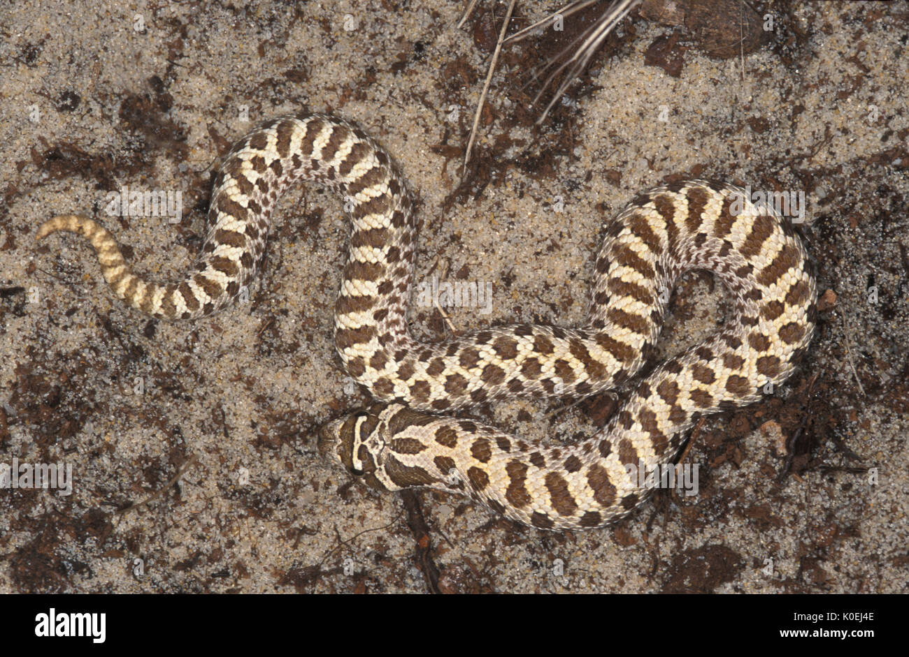 Western Hognose Snake, Heterodon nasicus, USA, juvenile, young ...