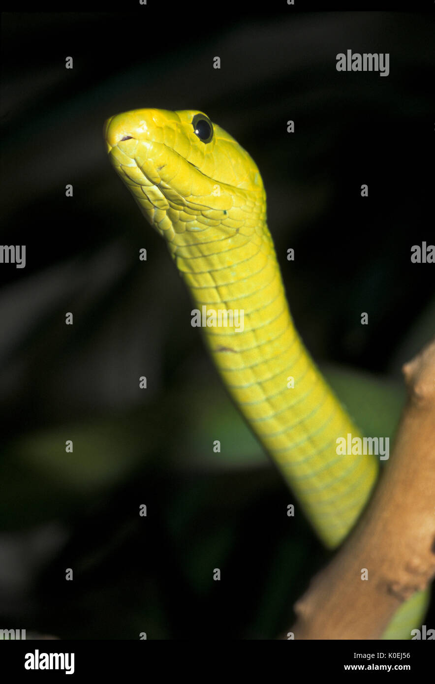 Green Mamba Snake, Dendroaspis agusticeps, Africa, eastern green mamba ...