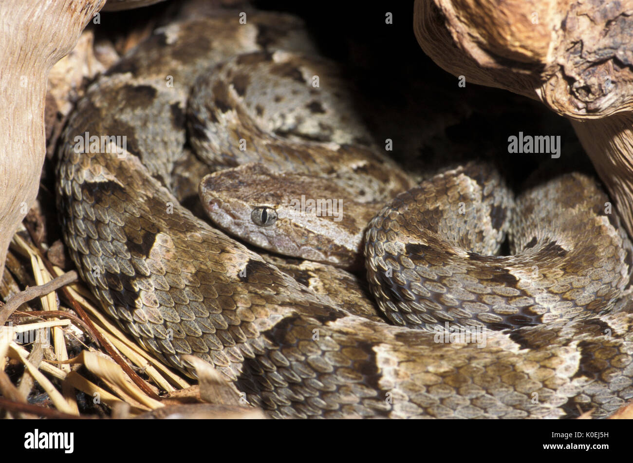 Lancehead snake hi-res stock photography and images - Alamy