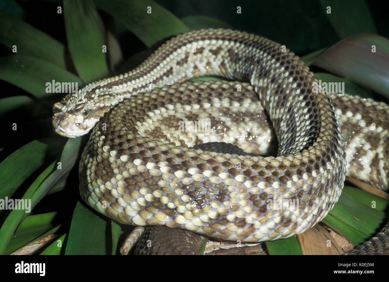 Neotropical Rattlesnake