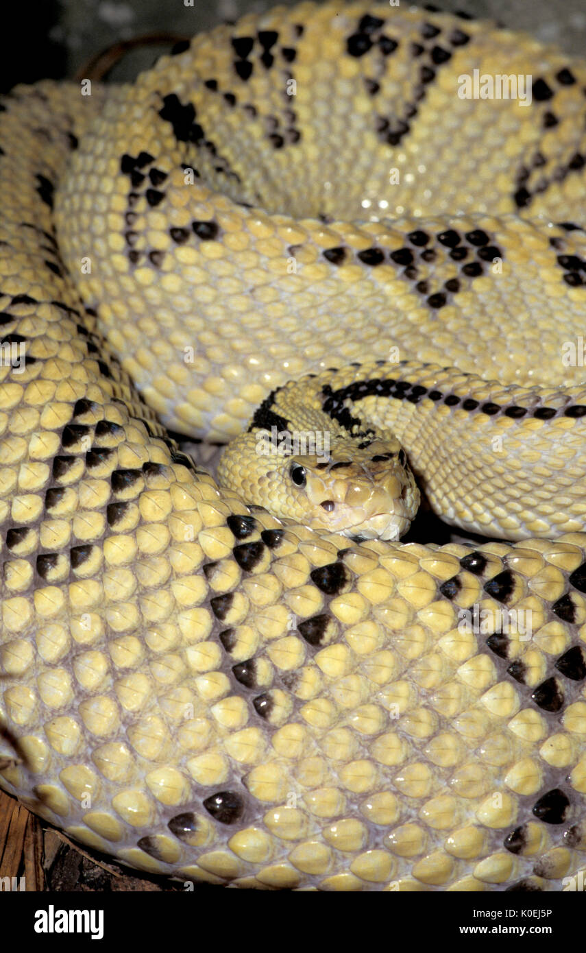 Neotropical Rattlesnake, Crotalus durissus, venomous pit viper species ...
