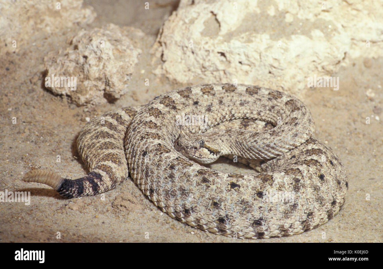 Sidewinder rattlesnake crotalus cerastes in hi-res stock photography ...