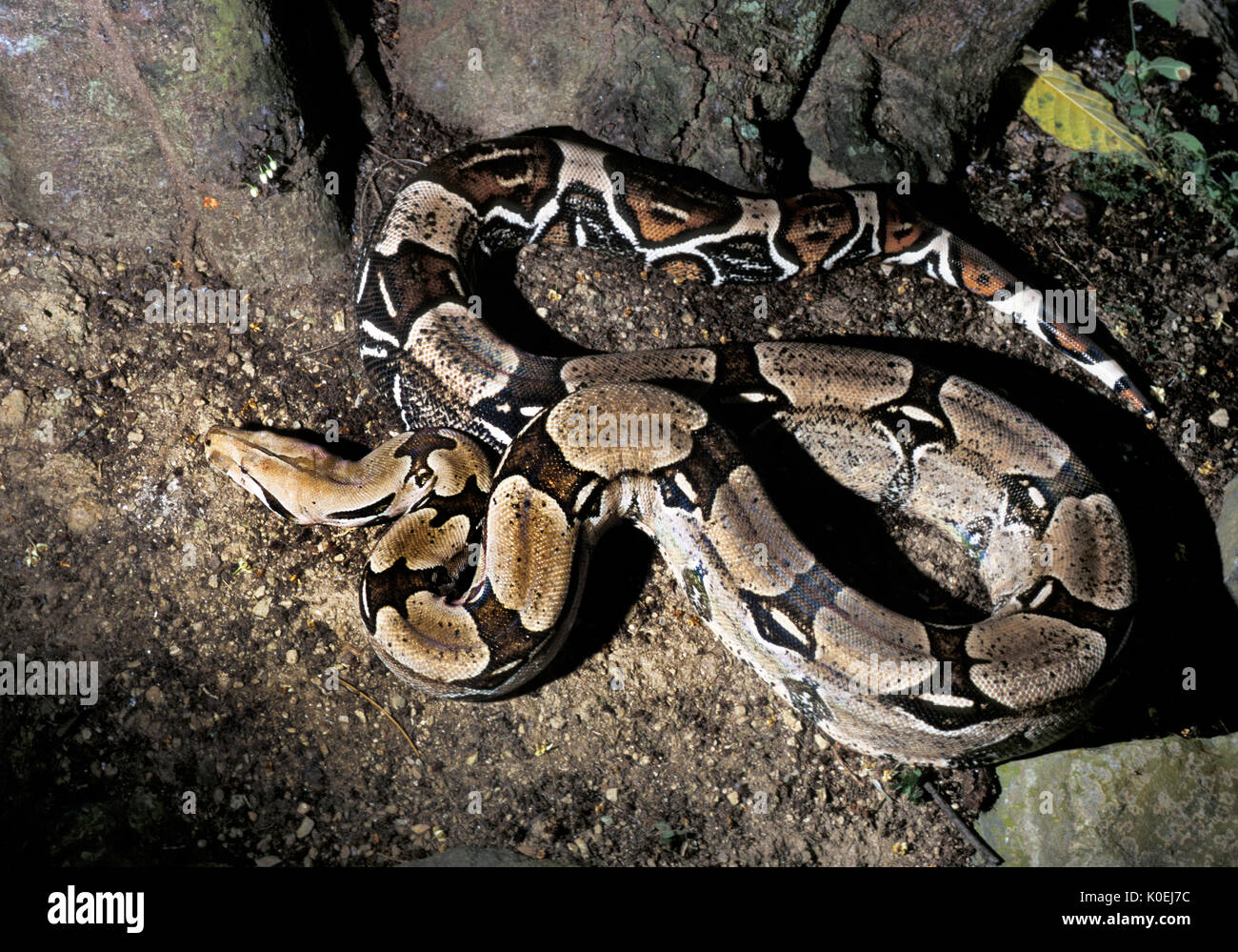 Boa constrictor hi-res stock photography and images - Alamy