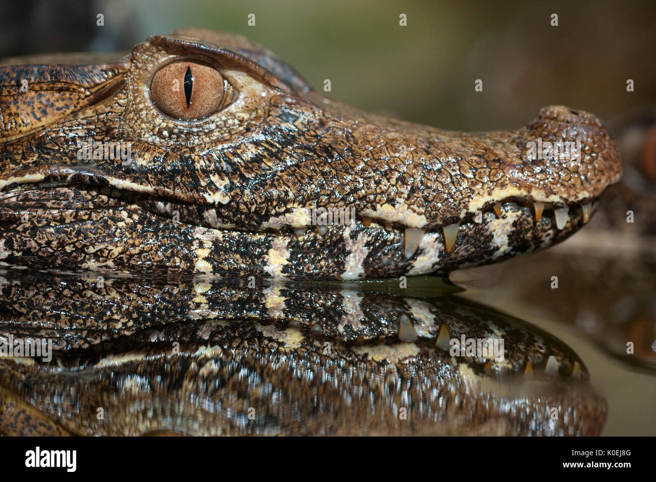 Cuviers Dwarf Caiman, Paleosuchus palpebrosus, South America, captive ...