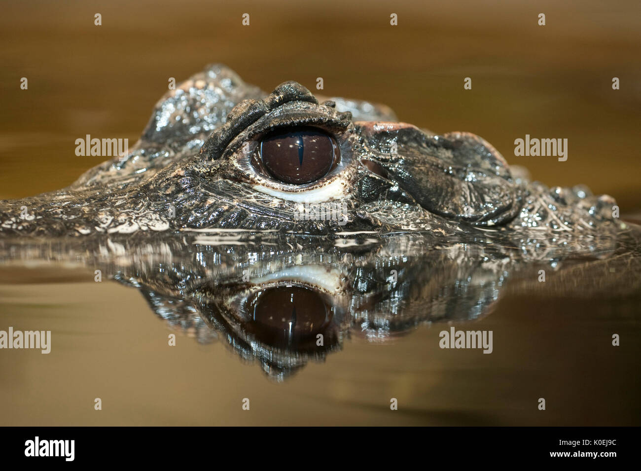 West African Dwarf Crocodile, Osteolaemus tetraspis, Captive, laying in ...