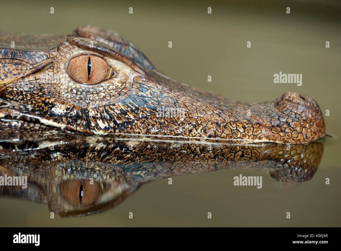 Cuviers Dwarf Caiman, Paleosuchus palpebrosus, South America, captive ...