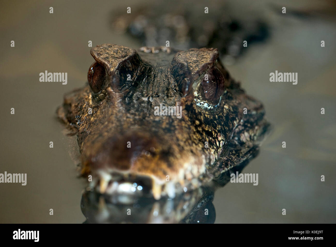 Cuviers Dwarf Caiman, Paleosuchus palpebrosus, South America, captive ...
