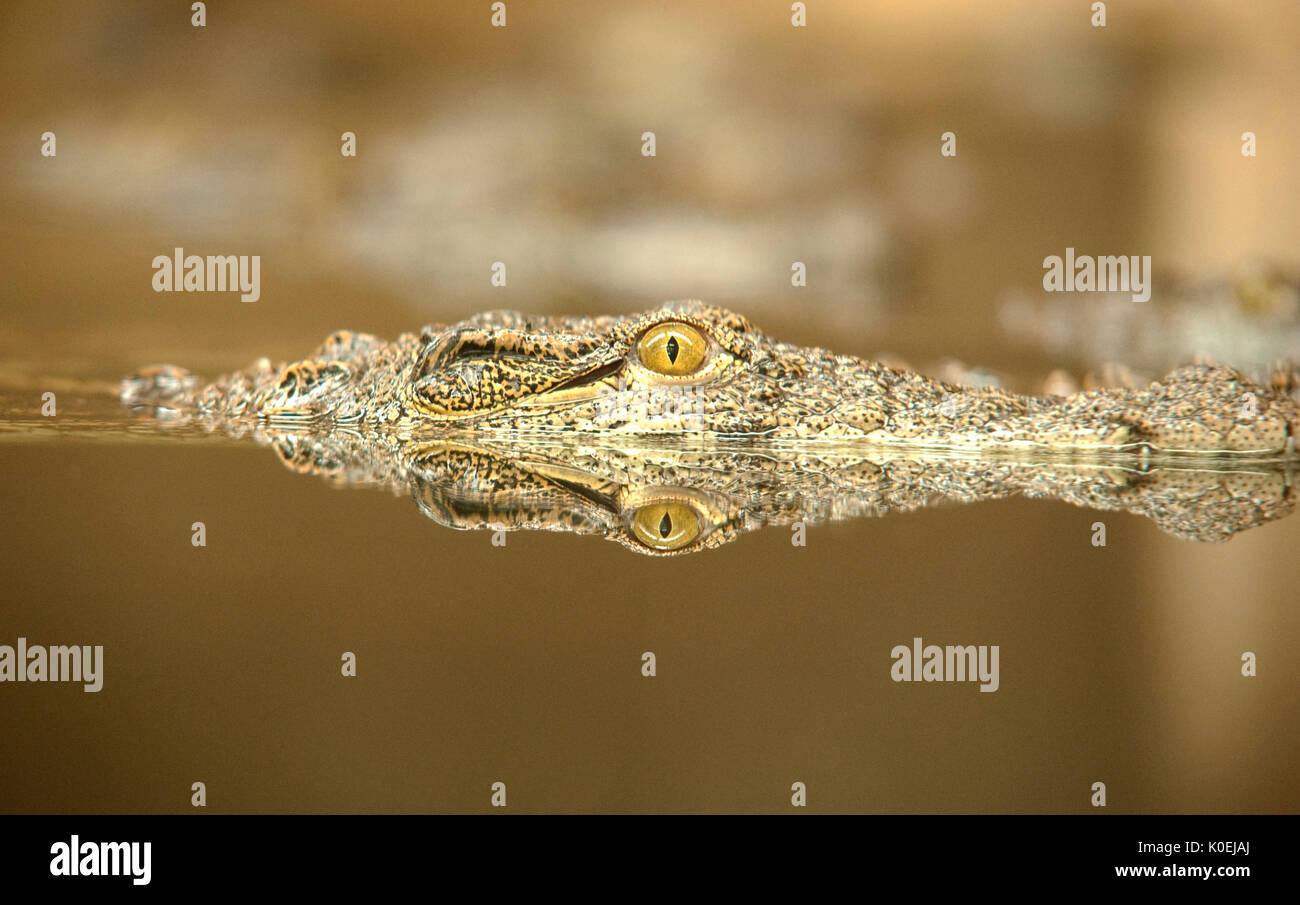 Cuviers Dwarf Caiman, Paleosuchus palpebrosus, South America, captive ...