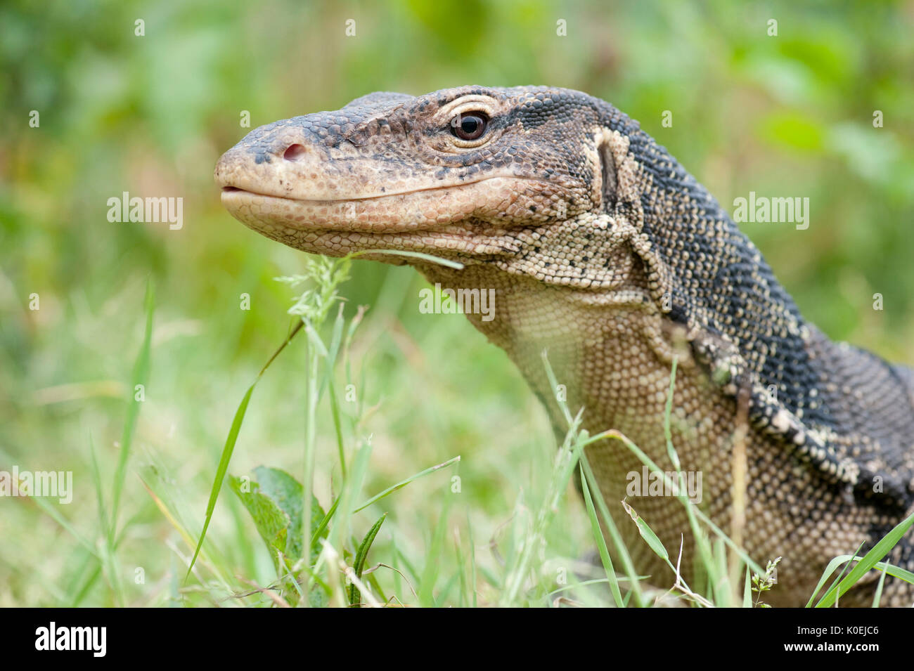 Water monitor, Varanus salvator, Captive, large lizard native to South ...