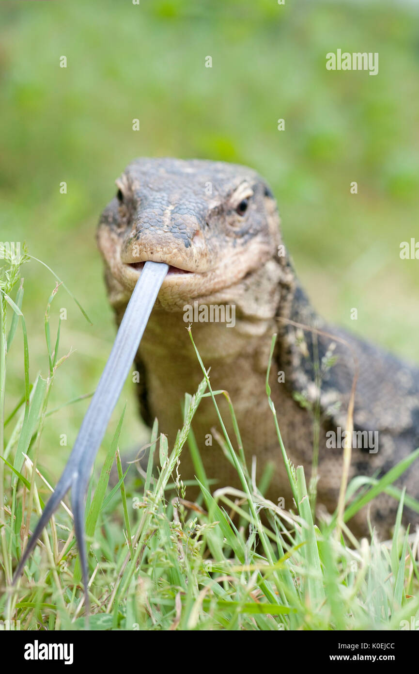 Captive native to south and southeast asia hi-res stock photography and ...