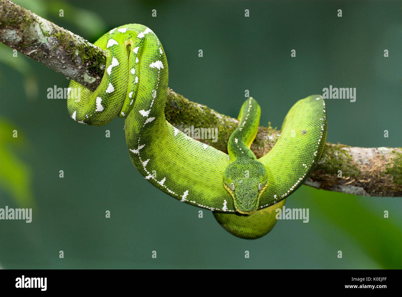 Emerald Tree Boa Snake, Corallus caninus, rainforests of South America ...