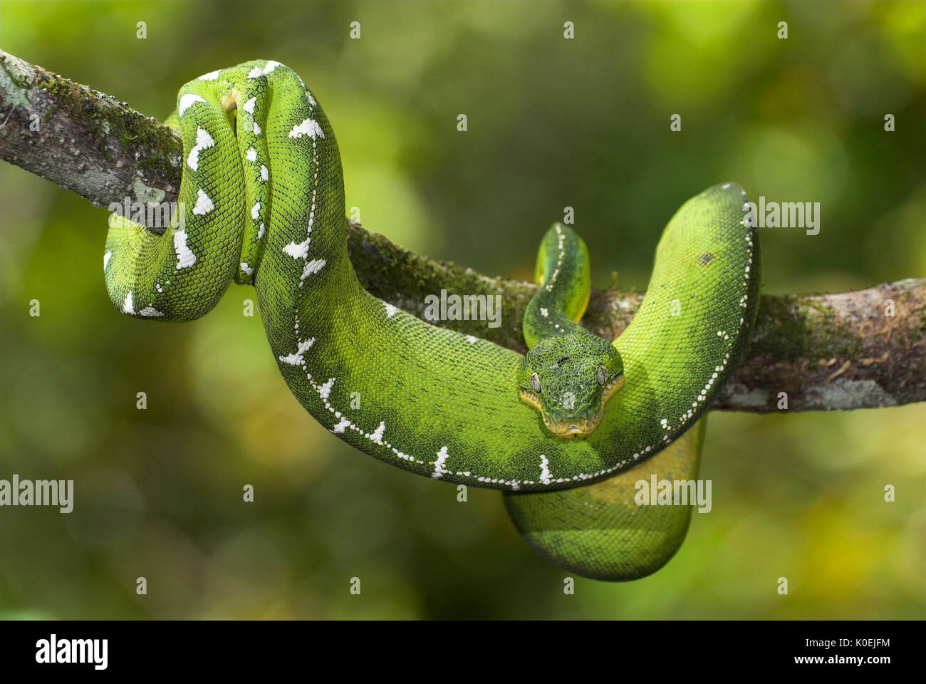 Emerald Tree Boa Snake, Corallus caninus, rainforests of South America ...