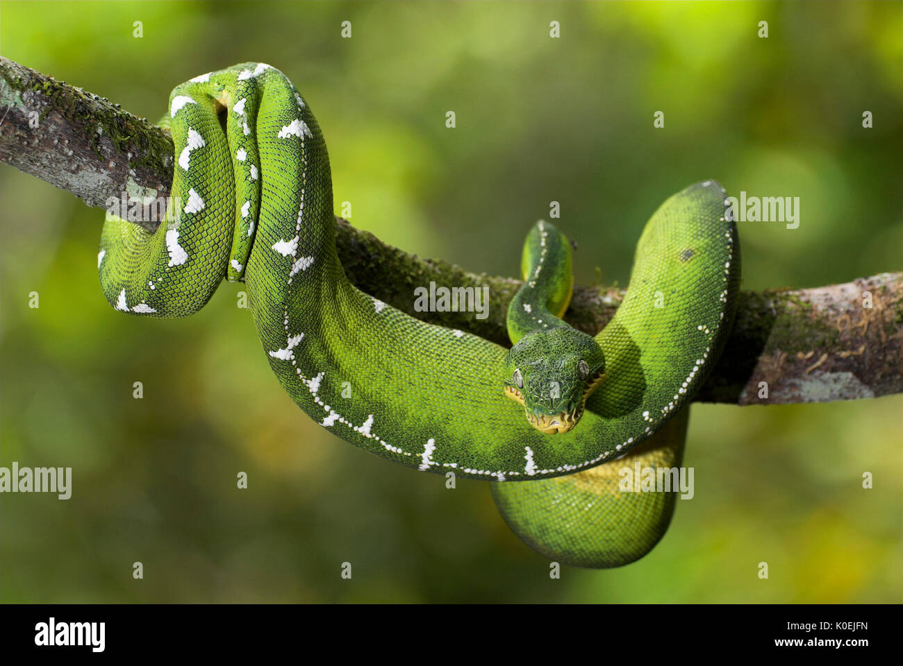 Emerald Tree Boa Snake, Corallus caninus, rainforests of South America ...