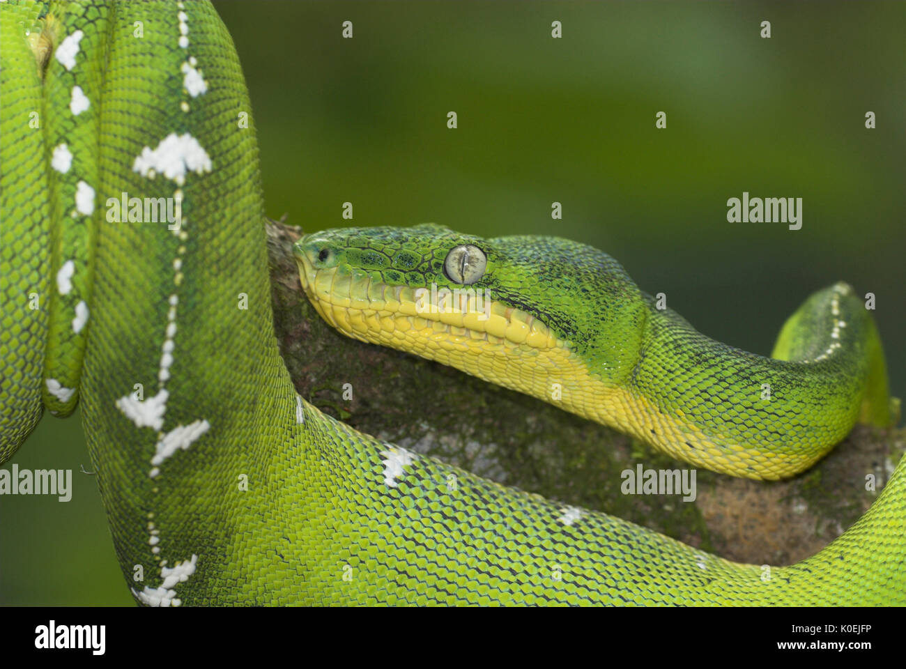 Emerald Tree Boa Snake, Corallus caninus, rainforests of South America ...
