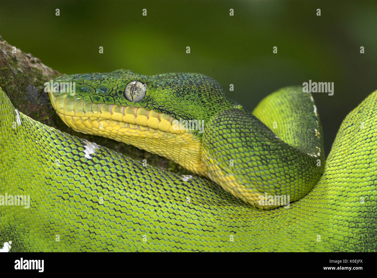Emerald Tree Boa Snake, Corallus caninus, rainforests of South America ...
