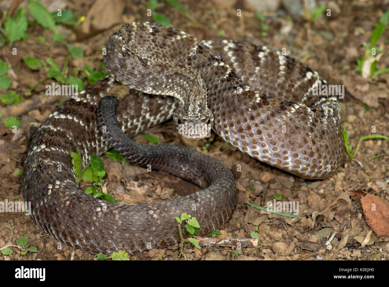 Venezuela Snake High Resolution Stock Photography and Images - Alamy