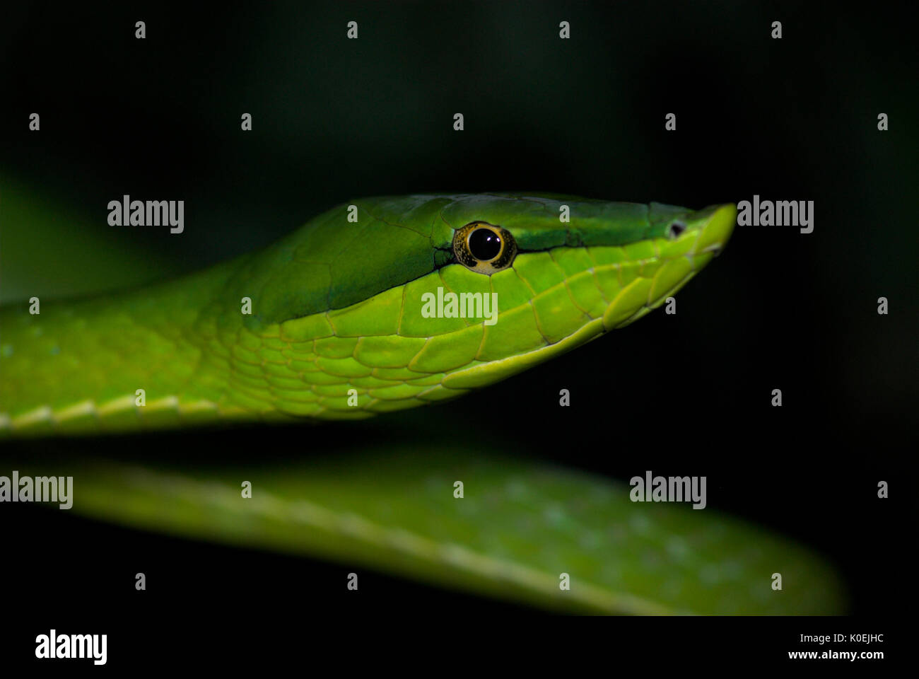 Green Vine Snake, Oxybelis fulgidus, is a long, slender arboreal ...