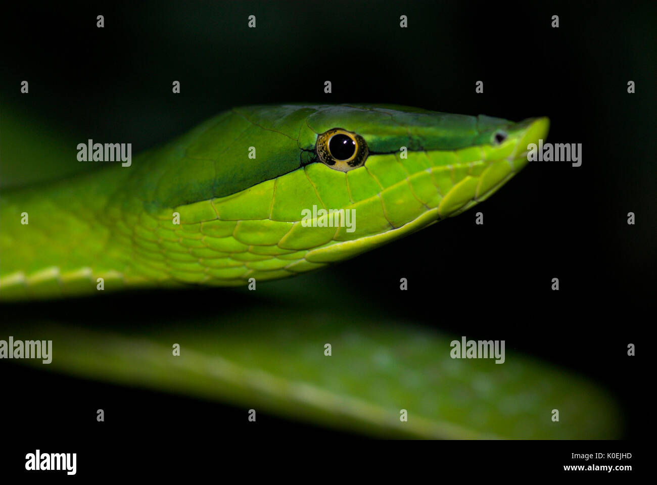 Green Vine Snake, Oxybelis fulgidus, is a long, slender arboreal ...