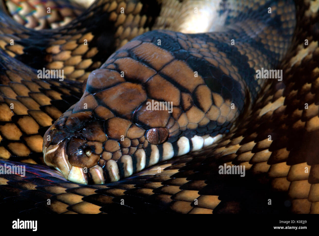 Amethystine python hi-res stock photography and images - Alamy