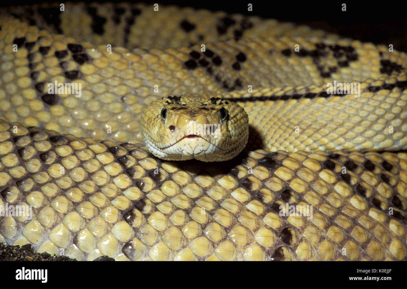Rattlesnake Yellow And Black at Wilford Shaw blog