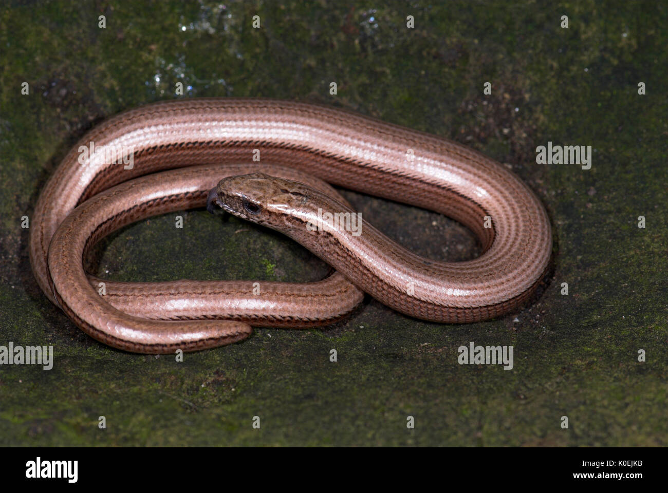 Curled worm hi-res stock photography and images - Alamy