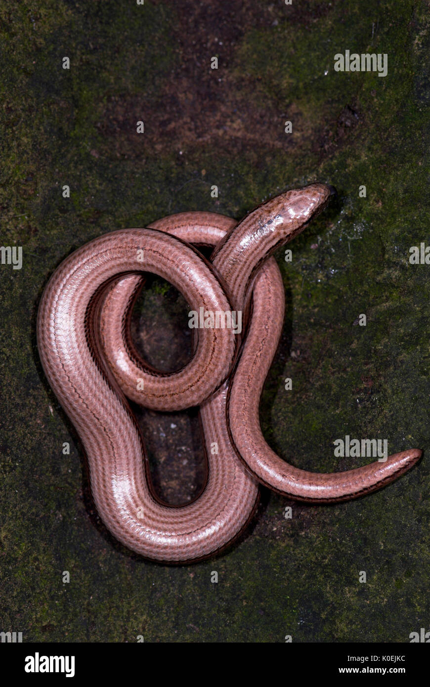 Curled worm hi-res stock photography and images - Alamy