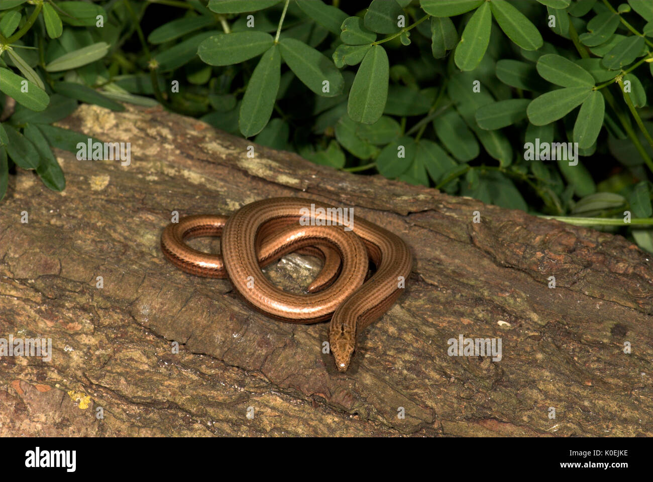 Curled Worm High Resolution Stock Photography and Images - Alamy