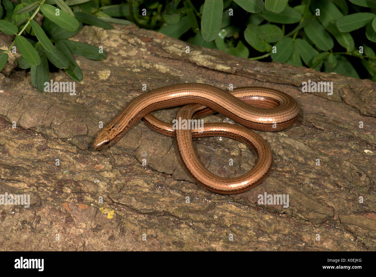 Curled Worm High Resolution Stock Photography and Images - Alamy