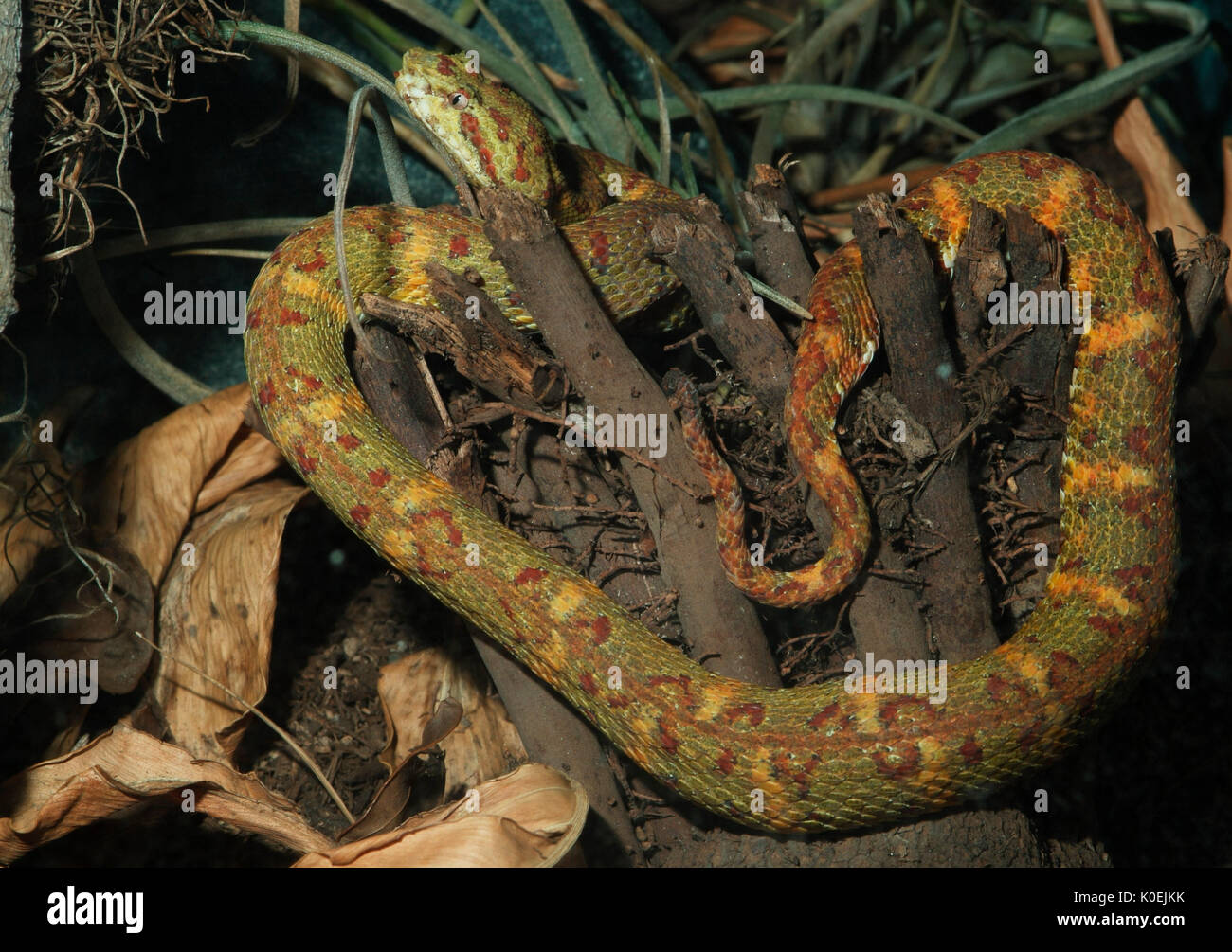 Eyelash Viper, Bothriechis schlegeli, adult, rainforest, jungle, snake ...