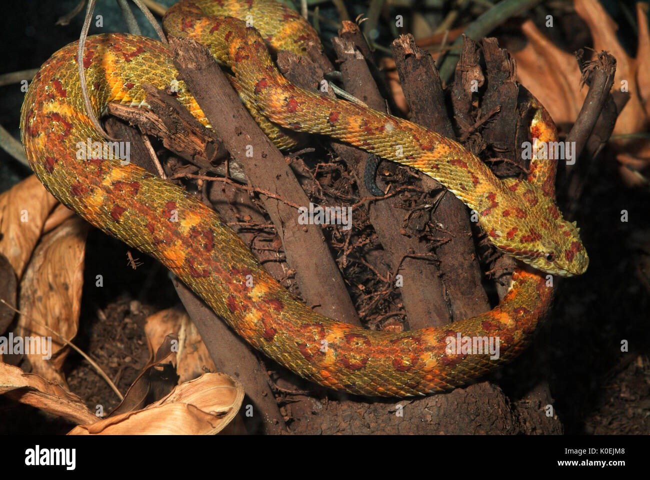 Eyelash Viper, Bothriechis schlegeli, adult, rainforest, jungle, snake ...