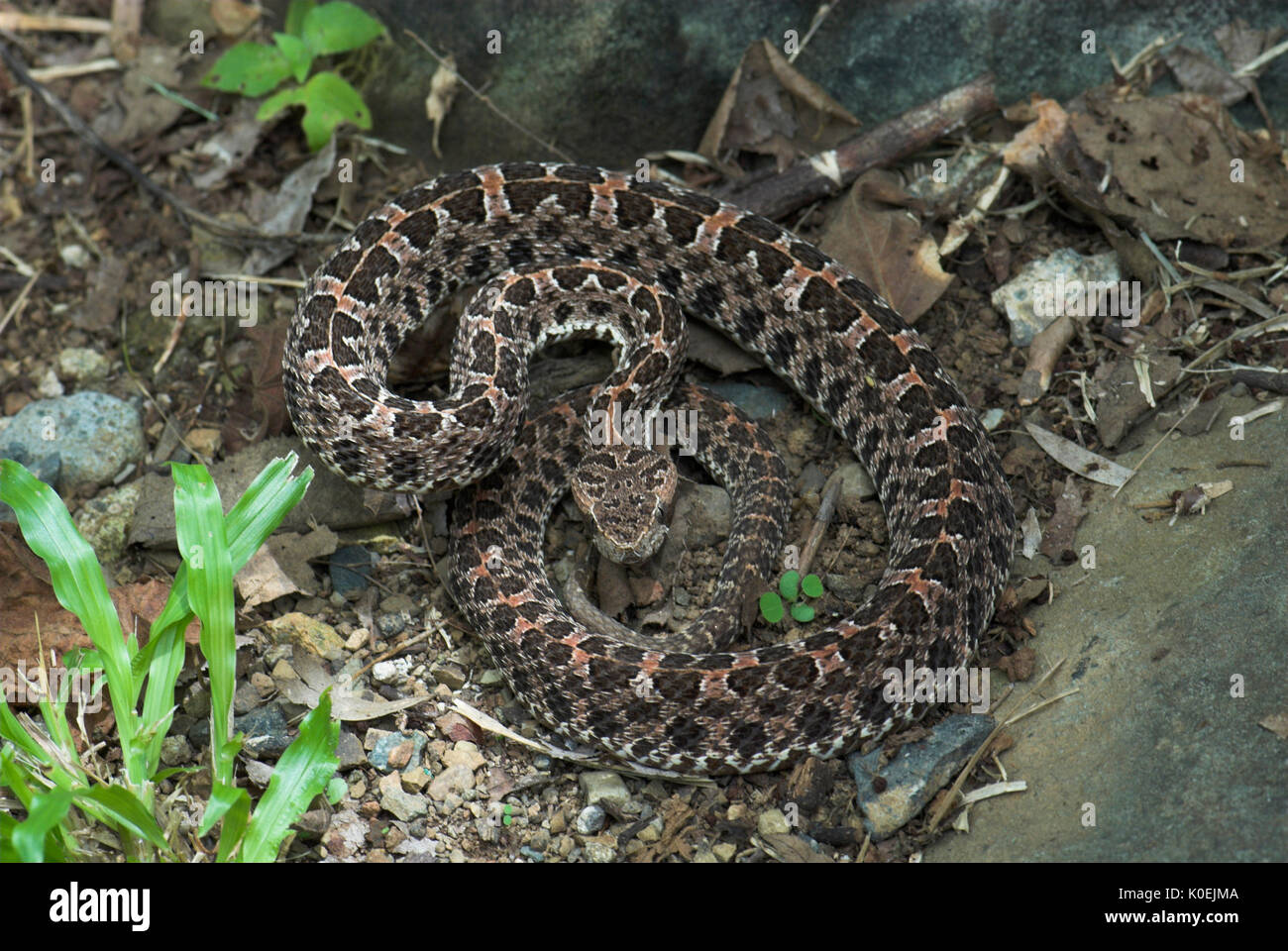 Slender Hog Nosed Pit Viper Snake, Porthidium ophryomegas, Central ...