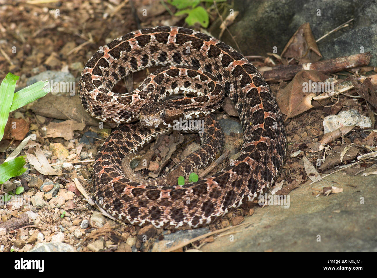 Slender Hog Nosed Pit Viper Snake, Porthidium ophryomegas, Central ...