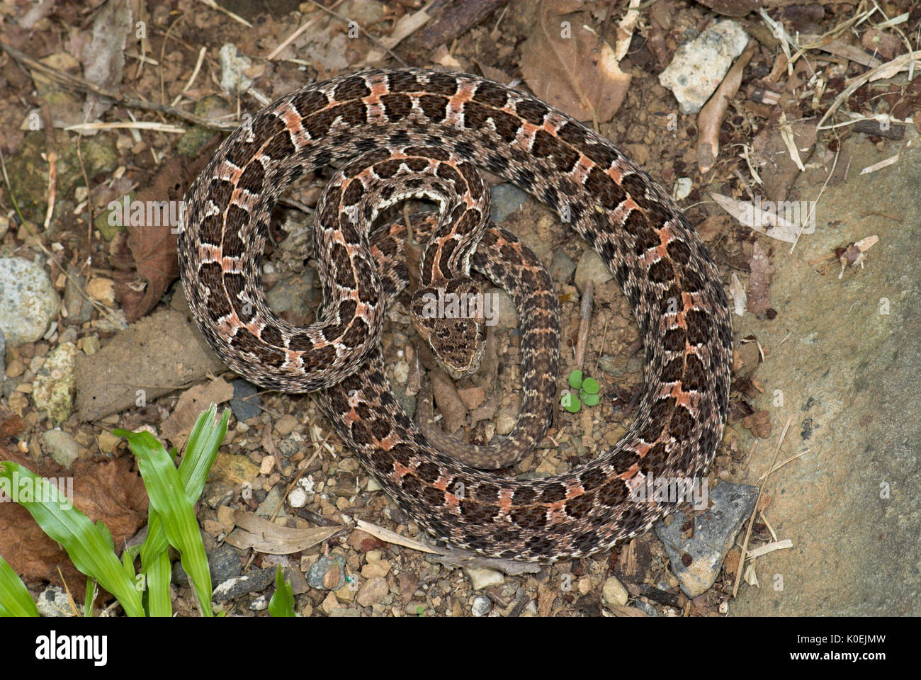 Hog nosed pit viper snake hi-res stock photography and images - Alamy