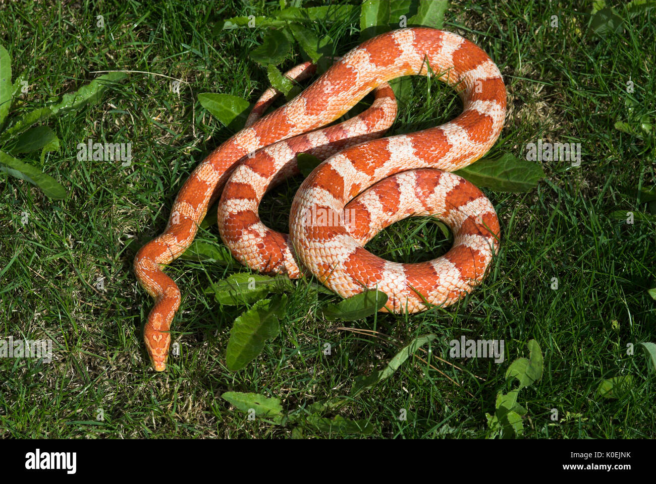 Corn or Rat Snake, Elaphe guttata, curled on grass basking in sun, USA Stock Photo - Alamy