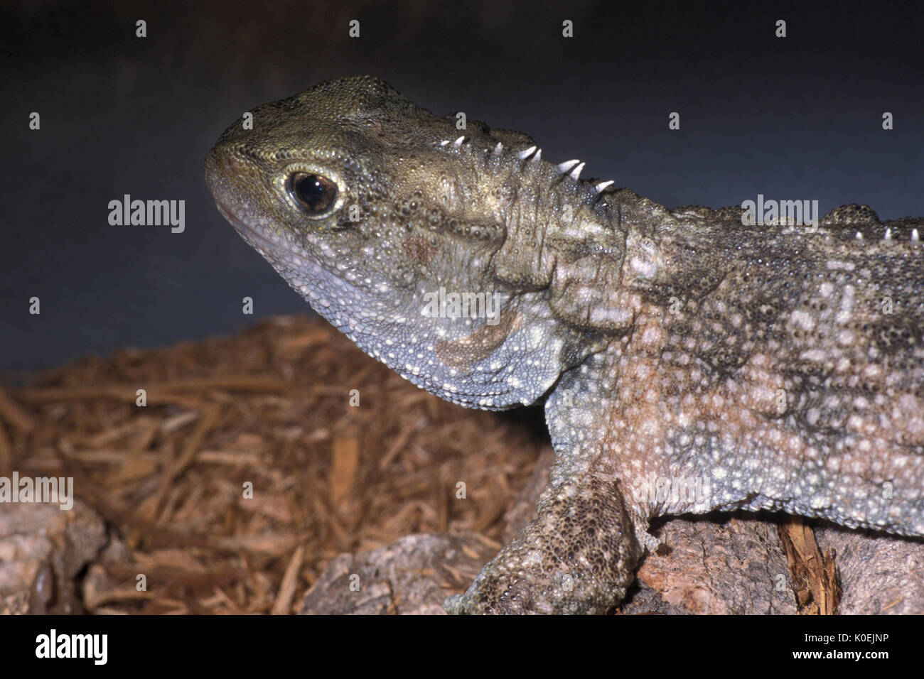 Sphenodon punctatus hi-res stock photography and images - Alamy