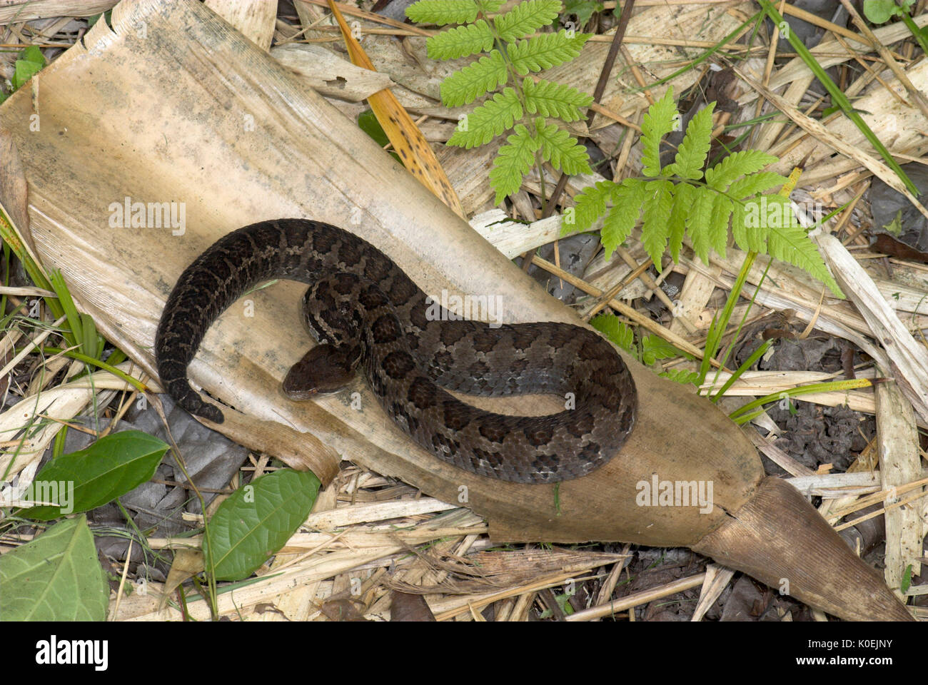 Godmani hi-res stock photography and images - Alamy