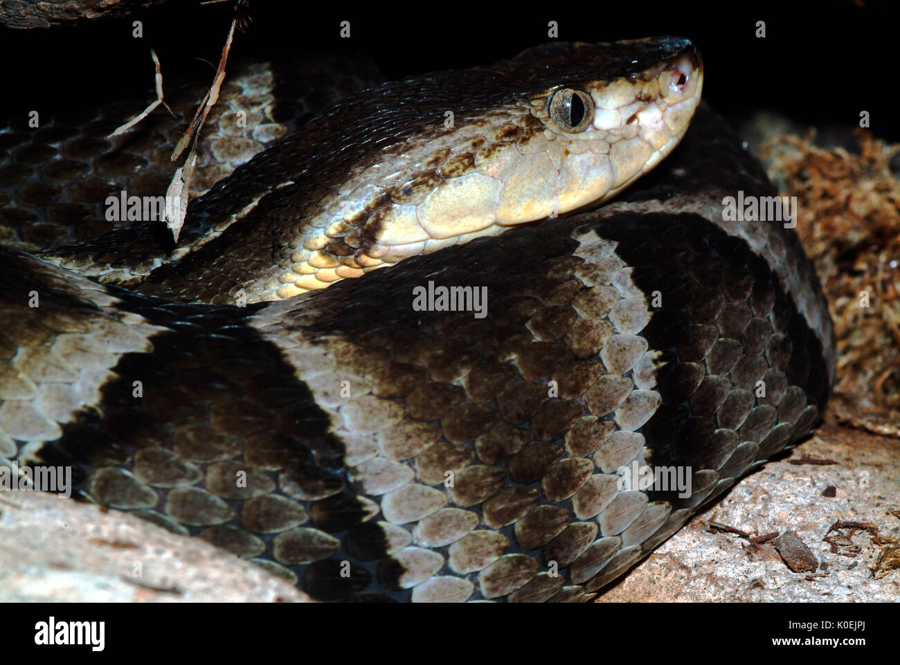 Brazilian Lancehead, Snake, Bothrops moojeru, poisonous, venemous ...
