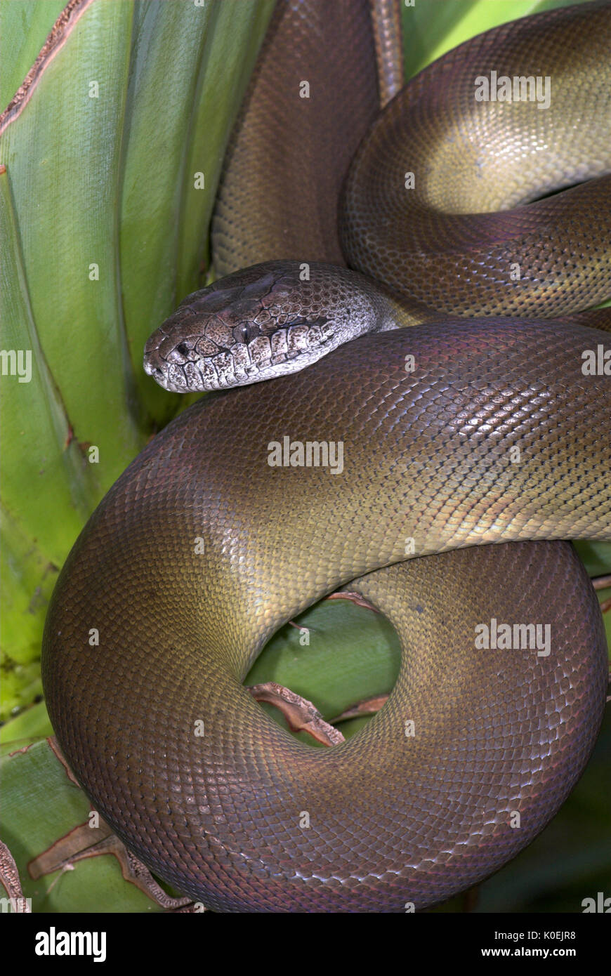 Papuan python Snake, Apodora papuana, New Guinea nocturnal, ability to ...