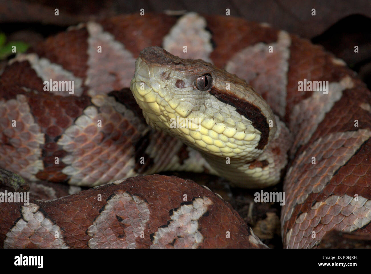 Jumping Pitviper Snake, Atropoides mexicanus, Central American ,jumping ...