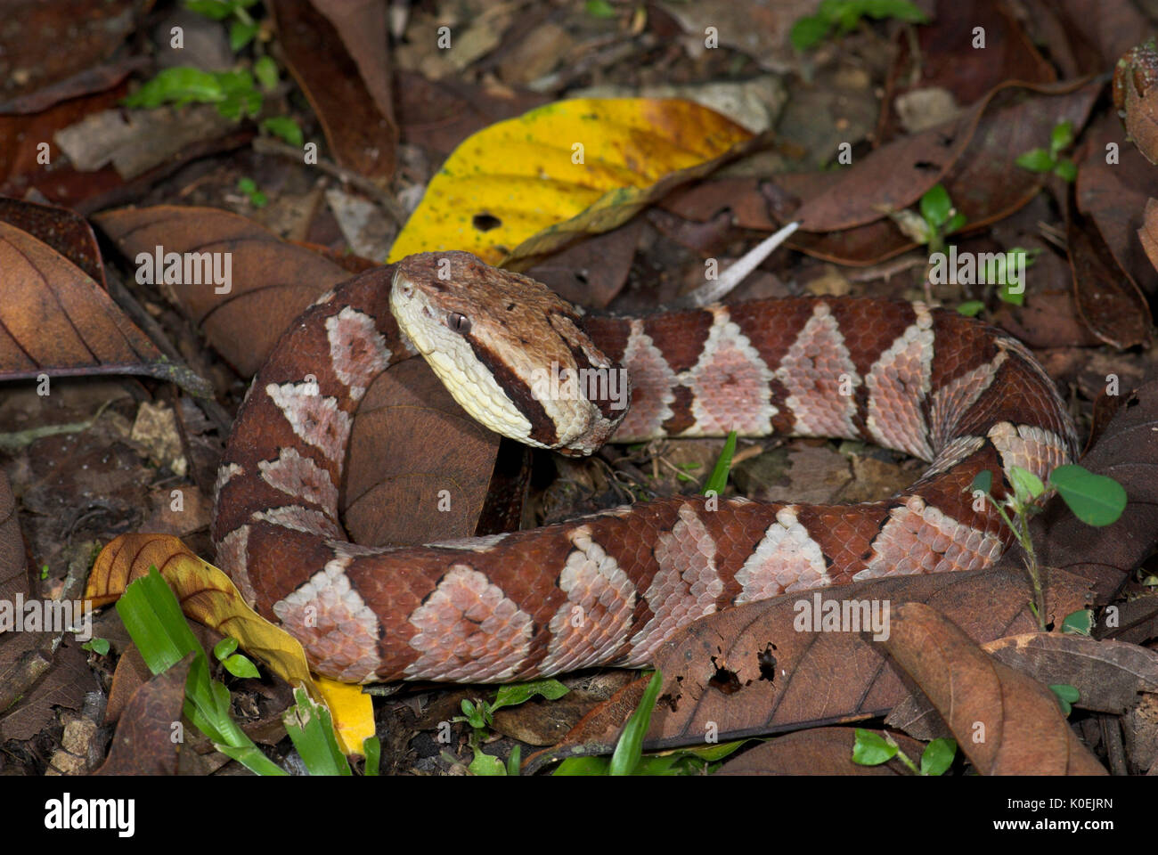Jumping Pitviper Snake, Atropoides mexicanus, Central American ,jumping ...
